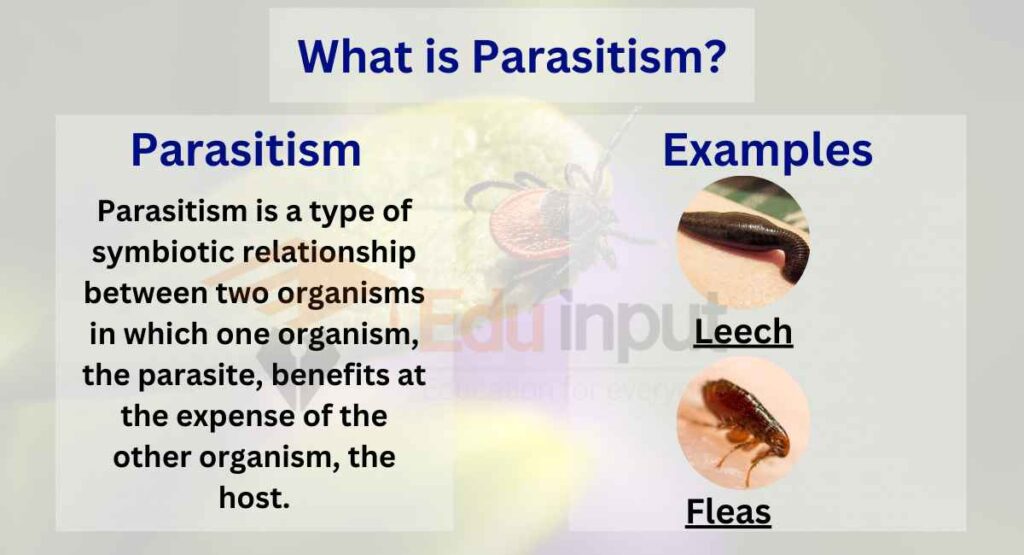 Parasites Among Us - Empowered Beyond Belief